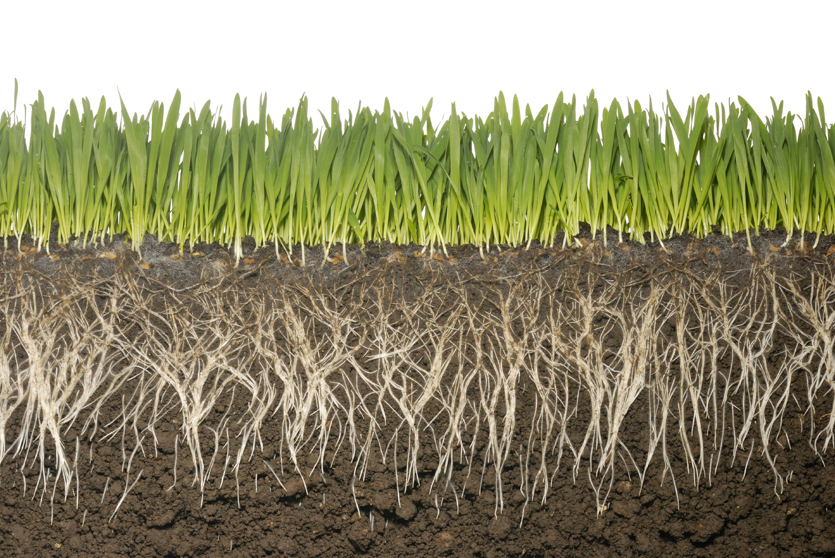 Roots Need Rest To Reach Resources Managing For Pastures For Year Long